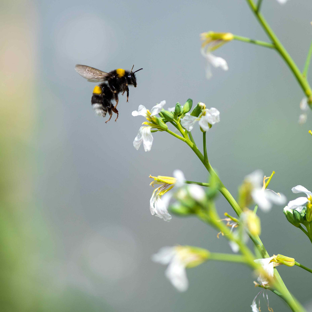 Waar zijn insecten goed voor? | Insect Heroes | Insect Heroes Nederland