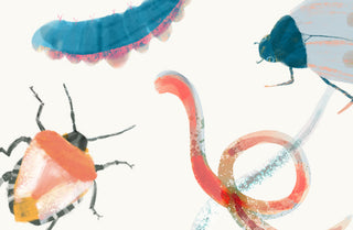 Waarom zijn insecten belangrijk? | Insect Heroes | Insect Heroes Nederland