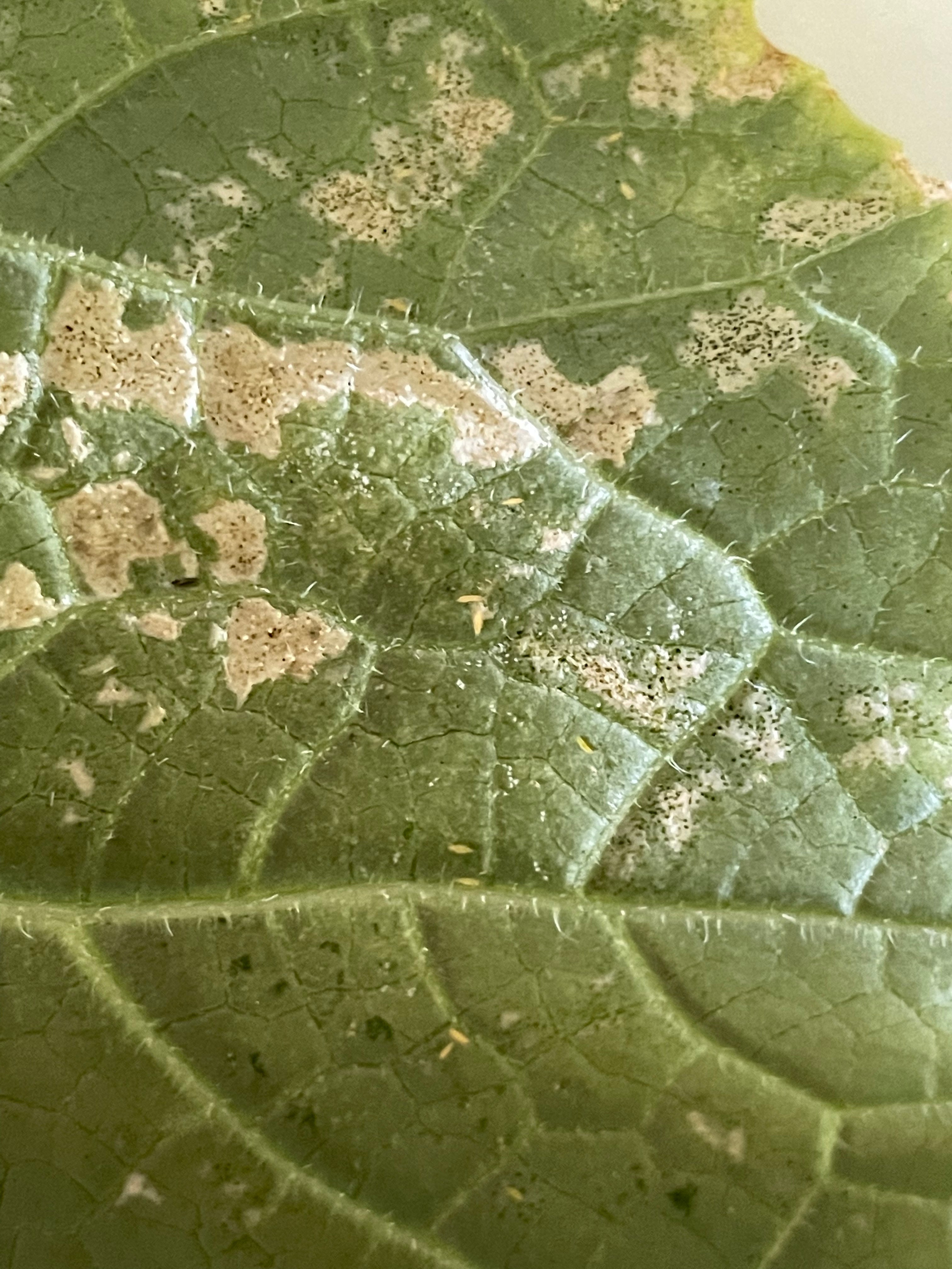 3 meest voorkomende soorten trips in kamerplanten | Insect Heroes Nederland