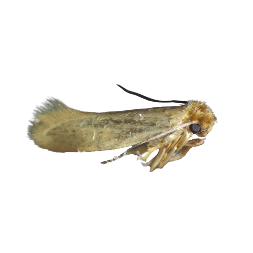 Kledingmotten bestrijden op natuurlijke wijze | Insect Heroes | Insect ...