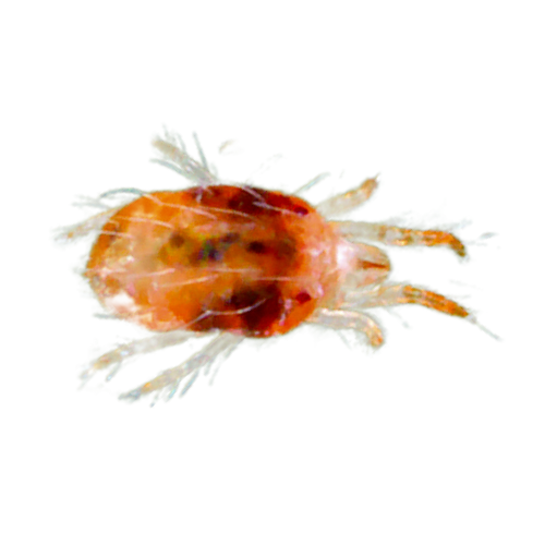 Spint bestrijden met roofmijten | Insect Heroes | Insect Heroes Nederland