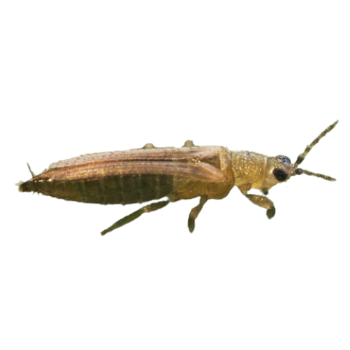 Trips biologisch bestrijden met roofmijten of aaltjes | Insect Heroes ...