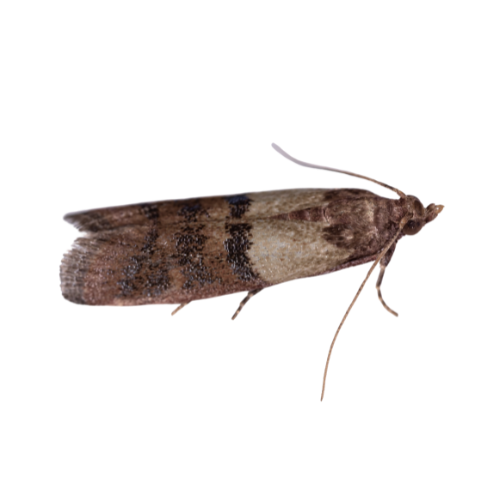 Alle producten tegen meelmotten | Insect Heroes Nederland