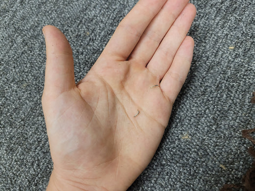 Meelmotten verwijderen? Kies voor milieuvriendelijke aanpak | Insect ...