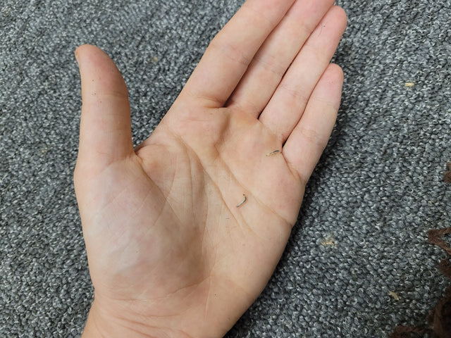 Meelmotten verwijderen? Kies voor milieuvriendelijke aanpak | Insect ...