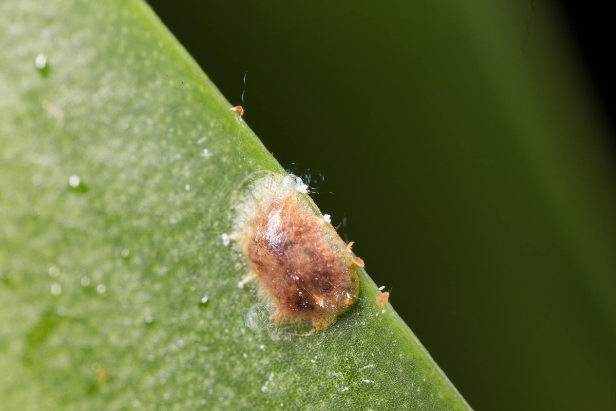 Dopluis bestrijden? Natuurlijke oplossing zonder gif | Insect Heroes ...