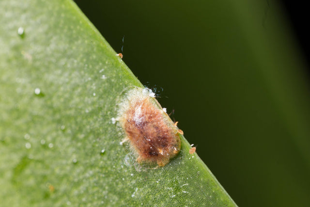 Dopluis bestrijden? Natuurlijke oplossing zonder gif | Insect Heroes ...