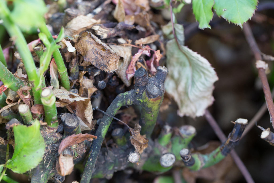 Dopluis bestrijden? Natuurlijke oplossing zonder gif | Insect Heroes ...