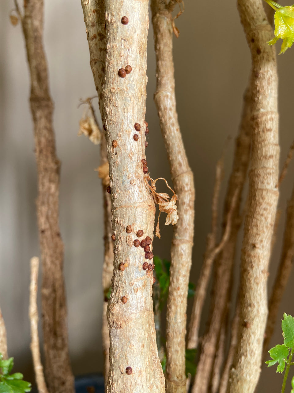 Dopluis bestrijden? Natuurlijke oplossing zonder gif | Insect Heroes ...