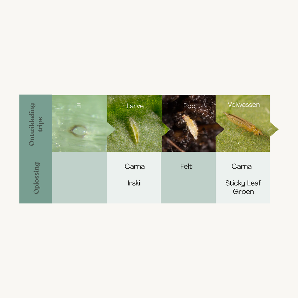 Plagen herkennen in huis en tuin | Natuurlijke plaagbestrijding ...