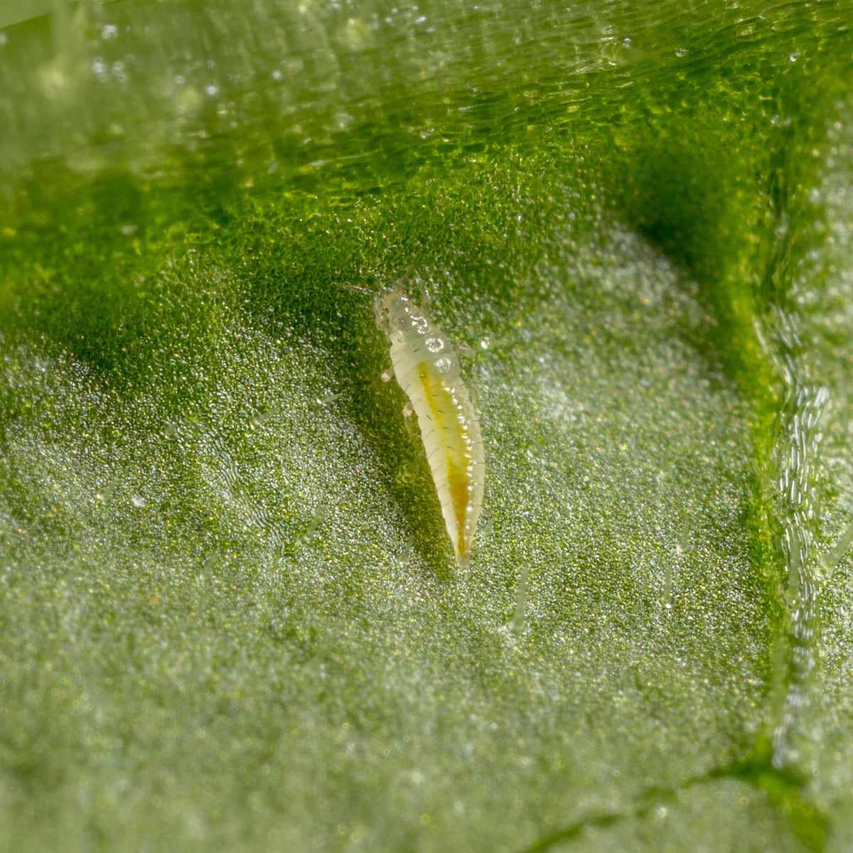 Trips Bestrijden? Natuurlijke Methode Zonder Gif! | Insect Heroes Nederland