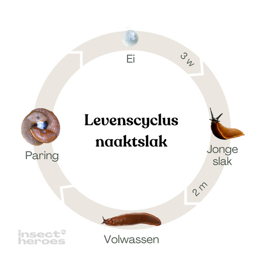 Slakken bestrijden? Naaktslakken bestrijden zonder gif | Insect Heroes Nederland
