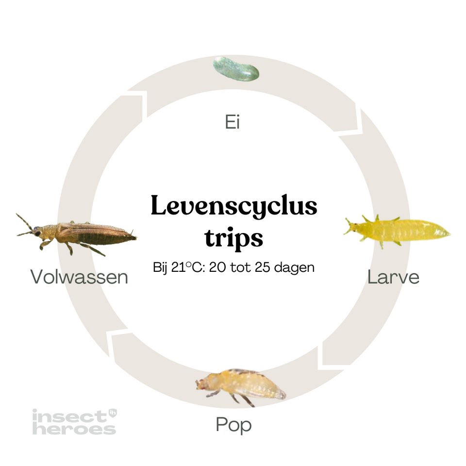 Trips Bestrijden? Natuurlijke Methode Zonder Gif! | Insect Heroes Nederland