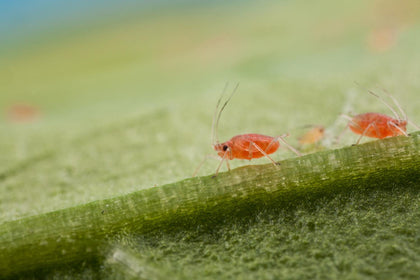 Rode beestjes herkennen in planten | Insect Heroes Nederland