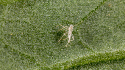 Rode beestjes herkennen in planten | Insect Heroes Nederland
