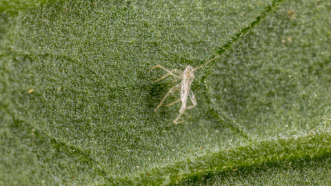 Rode beestjes herkennen in planten | Insect Heroes Nederland