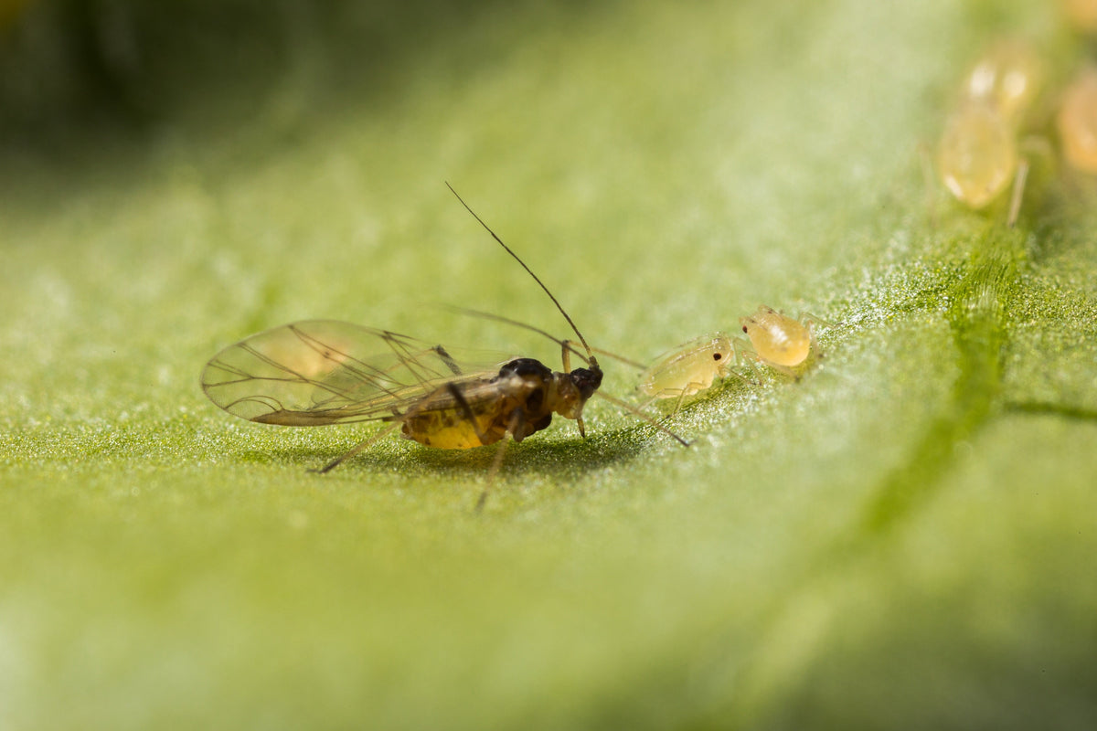 Help mijn plaag herkennen | Insect Heroes Nederland