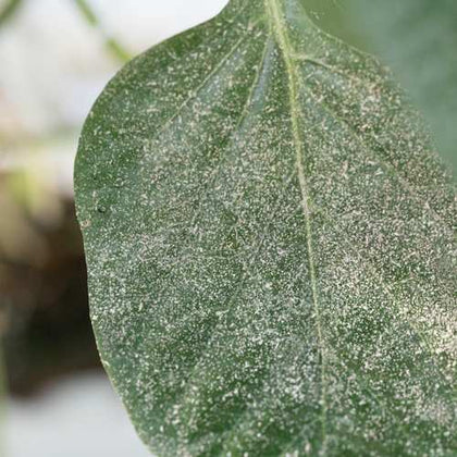 Witte beestjes herkennen in planten | Insect Heroes Nederland