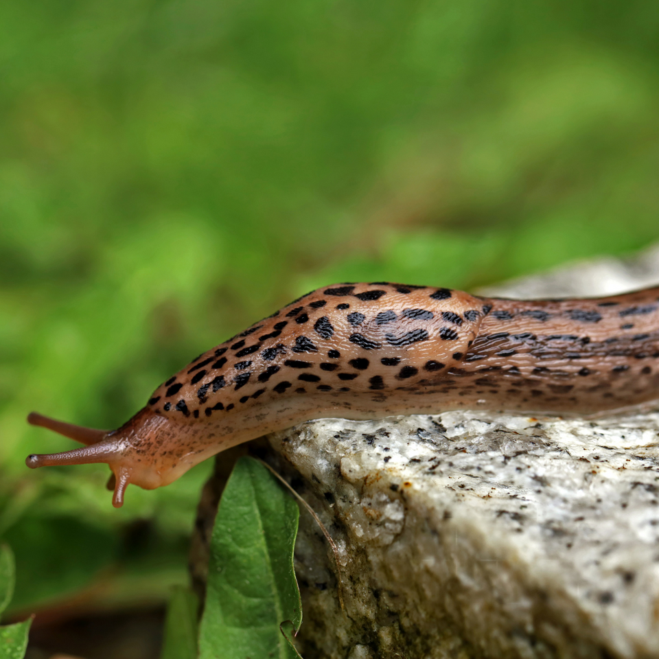 Naaktslakken bestrijden op natuurlijke wijze | Insect Heroes Nederland