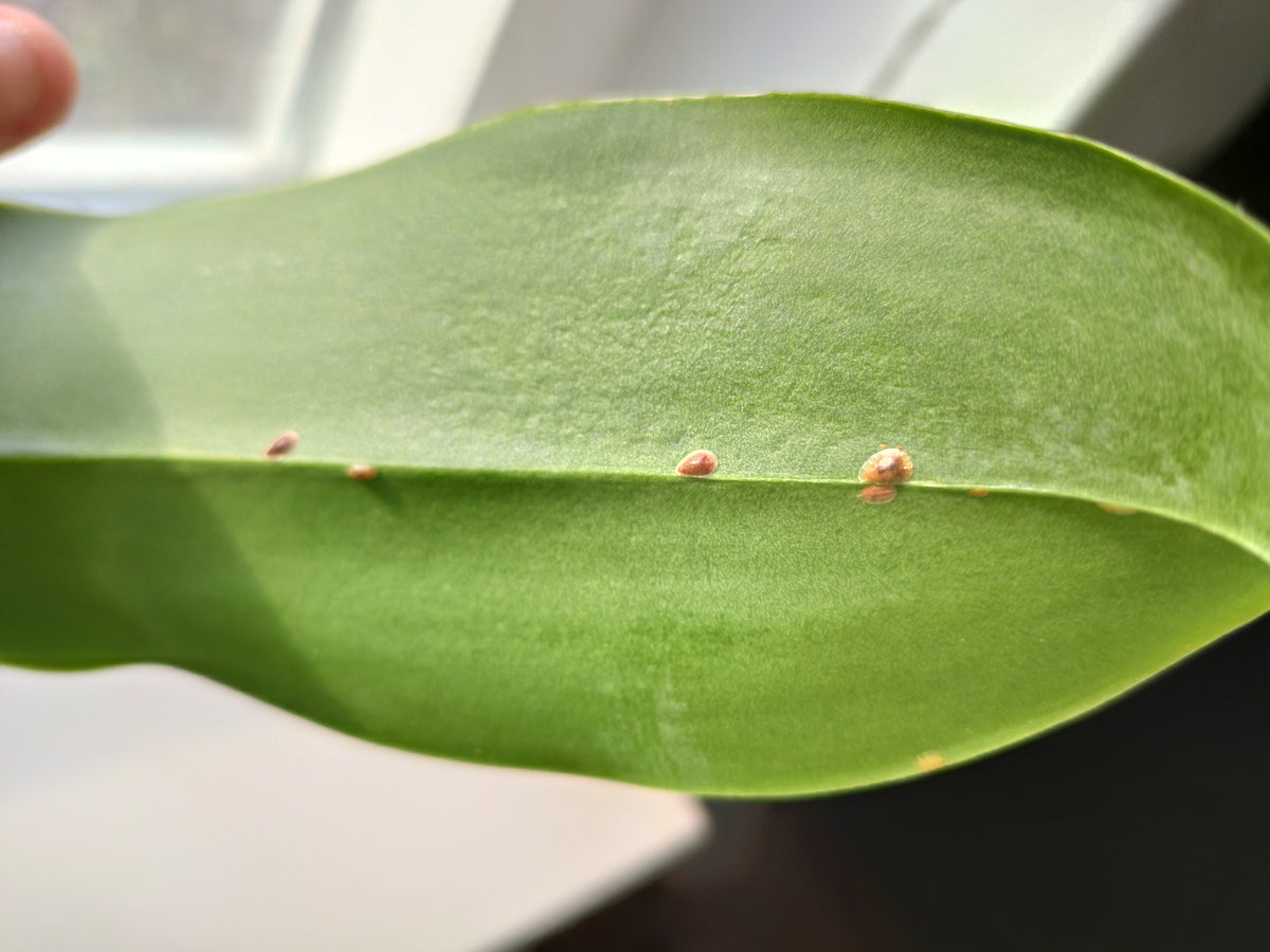 Dopluis bestrijden? Natuurlijke oplossing zonder gif | Insect Heroes ...