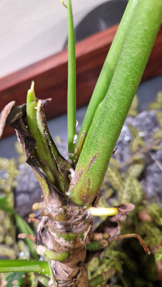 Witte beestjes herkennen in planten | Insect Heroes Nederland