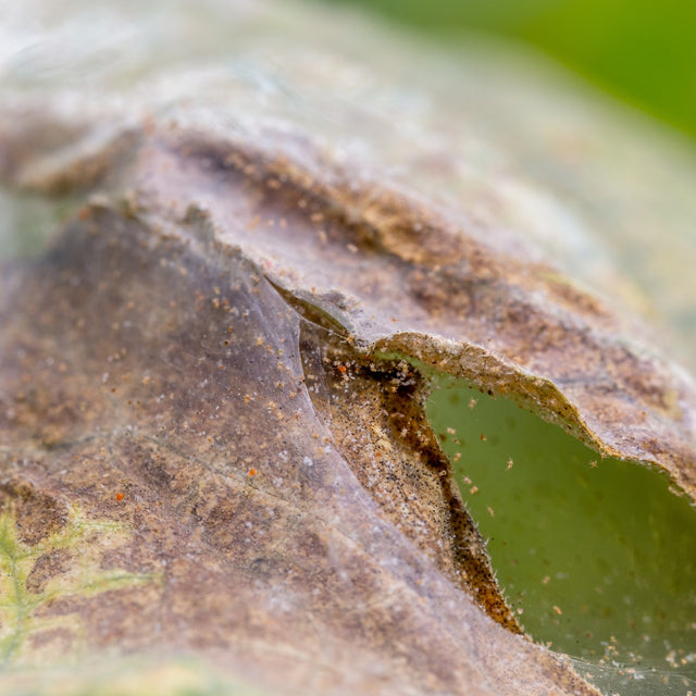 Rode beestjes herkennen in planten | Insect Heroes Nederland