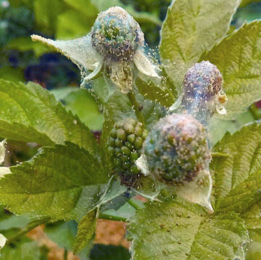 Rode beestjes herkennen in planten | Insect Heroes Nederland