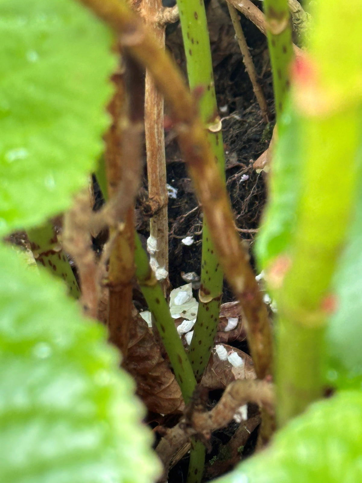 Dopluis bestrijden? Natuurlijke oplossing zonder gif | Insect Heroes ...