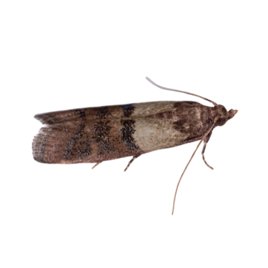 Meelmotten verwijderen? Kies voor milieuvriendelijke aanpak | Insect ...