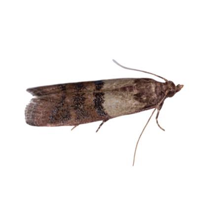 Meelmotten verwijderen? Kies voor milieuvriendelijke aanpak | Insect ...