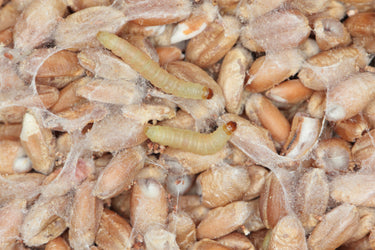 Meelmotten verwijderen? Kies voor milieuvriendelijke aanpak | Insect ...