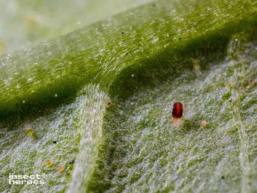 Rode beestjes herkennen in planten | Insect Heroes Nederland