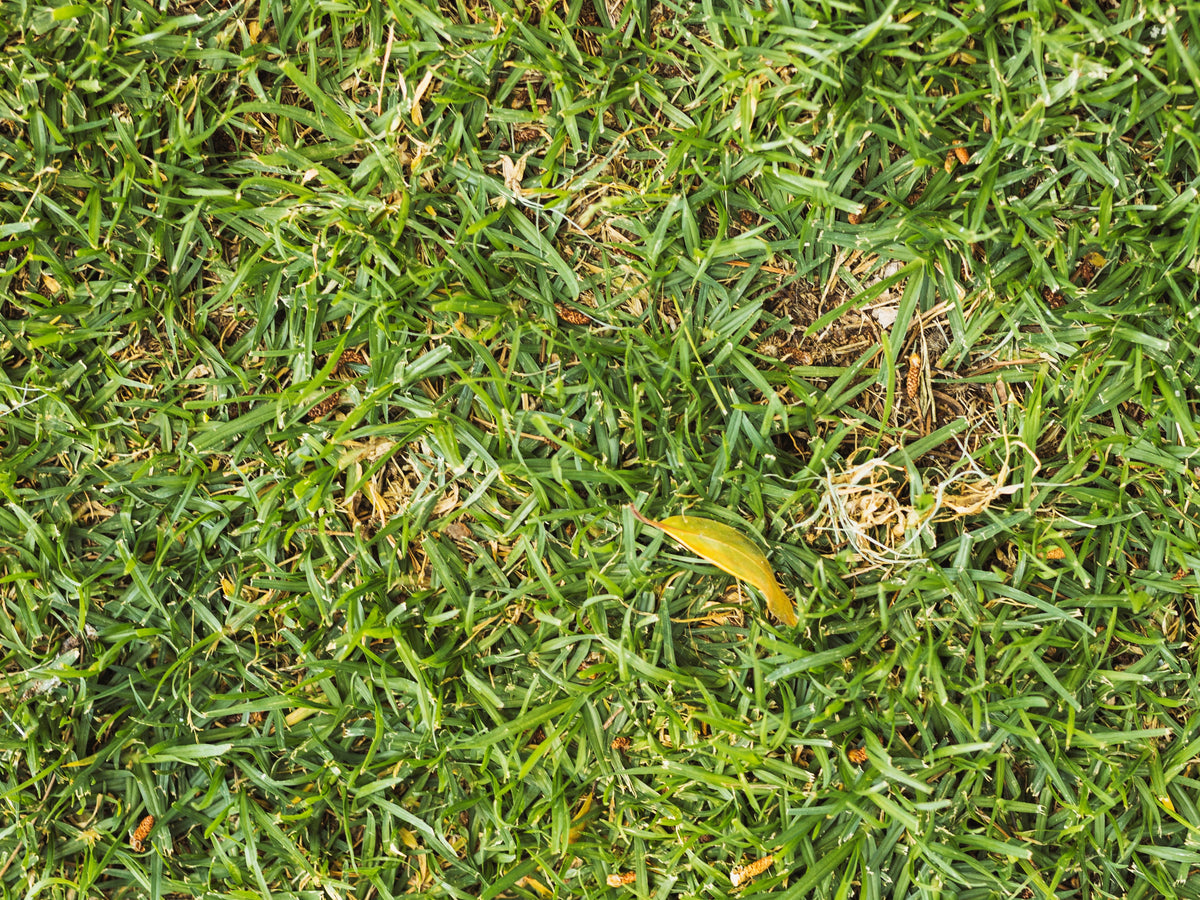 Emelten bestrijden | Insect Heroes Nederland