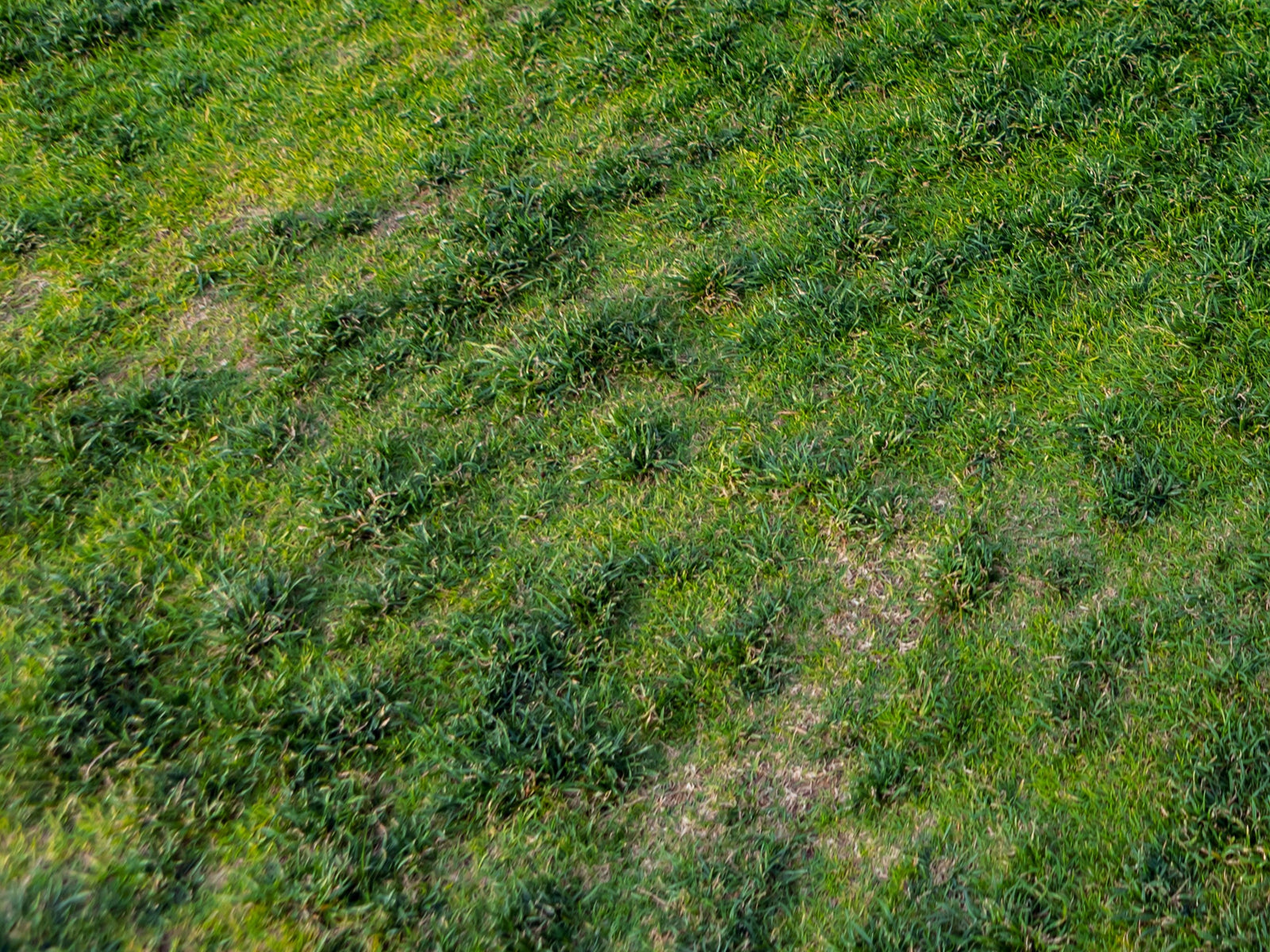 Emelten bestrijden in het gazon? Natuurlijke oplossing zonder gif ...