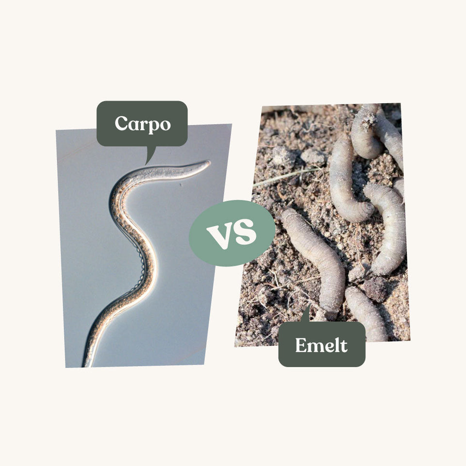 Emelten bestrijden in het gazon? Natuurlijke oplossing zonder gif ...